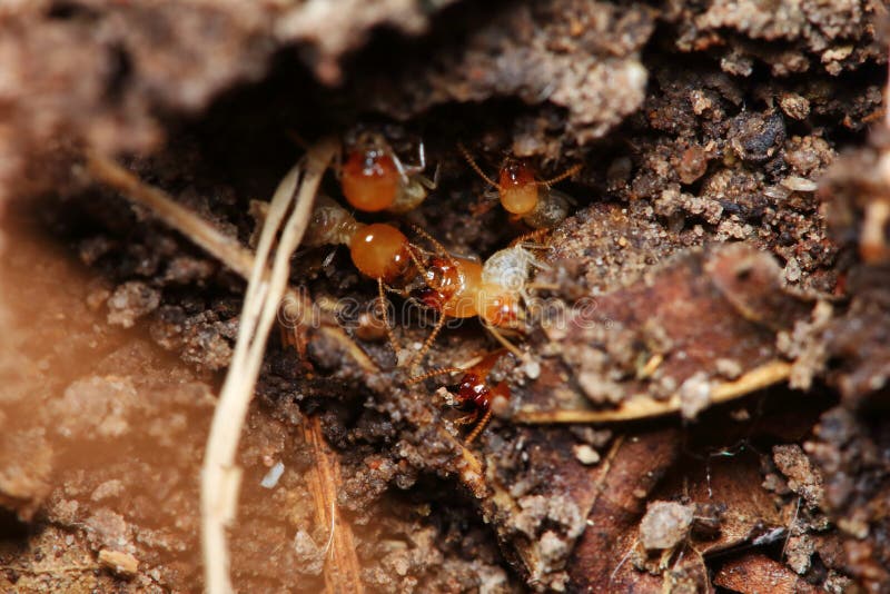 Macro of Small Termite in Nature for Background Stock Photo - Image of ...