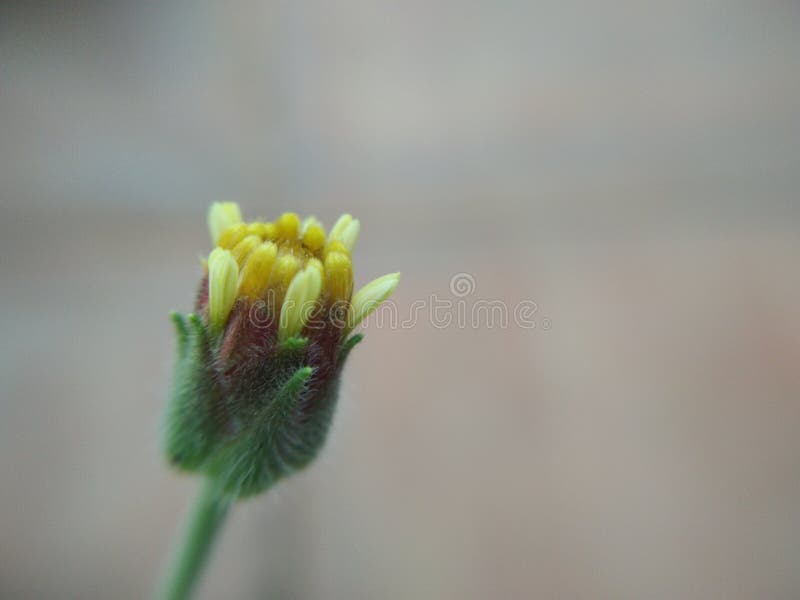 Macro small weed flower stock image. Image of closeup - 148198831