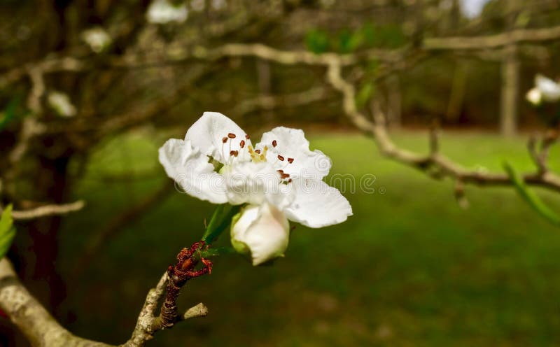 Macro of a Small White Flower Growing on a Tree Branch Stock Image ...