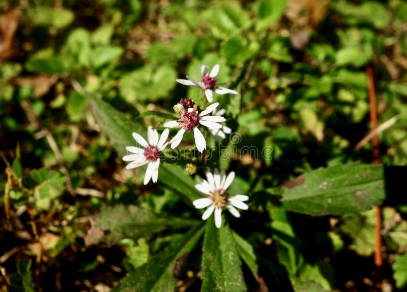 Macro of Small White Flowers Budding in Autumn Stock Image - Image of ...