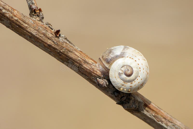 Snail on a branch stock image. Image of wild, closeup - 218789527