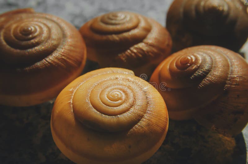 Macro of Snail Shell and Snail Peel, Carcass of Dead Snail Sell. Stock ...