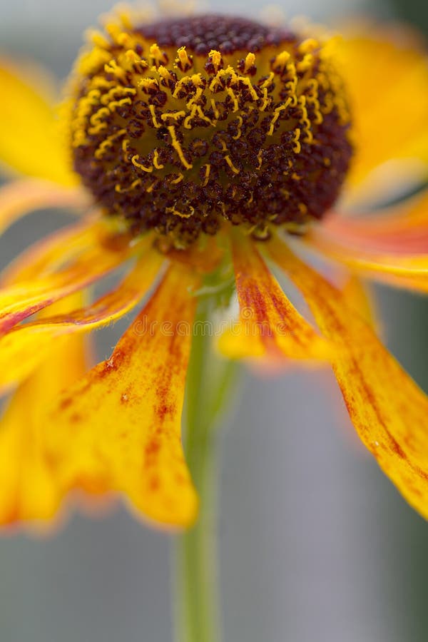 Sneezeweed - Helenium stock photo. Image of autumn, exotic - 102142318