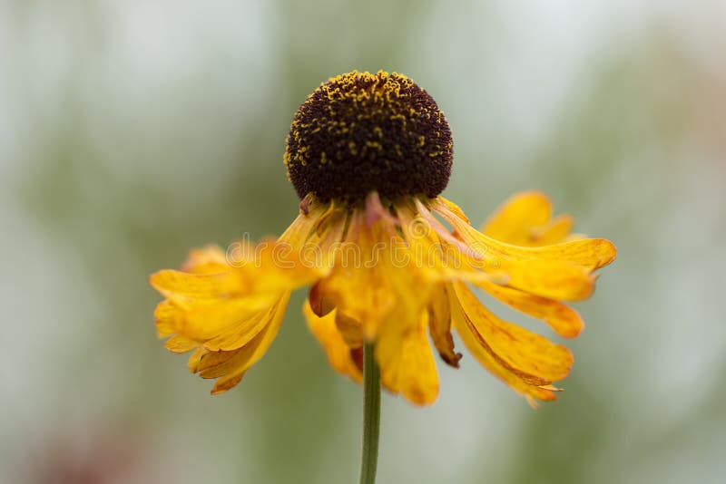 Sneezeweed - Helenium stock photo. Image of posters - 102142046