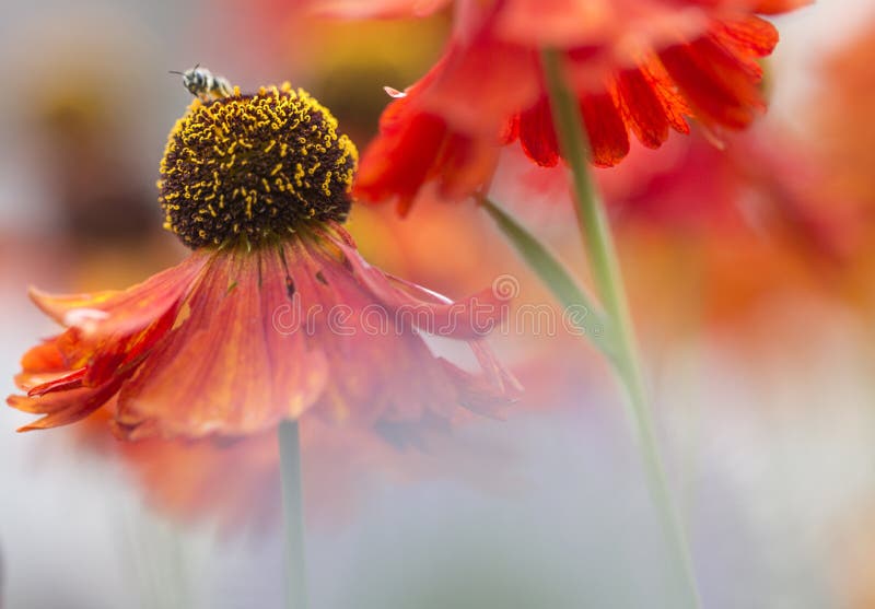 Sneezeweed - Helenium stock image. Image of sneezeweed - 102141393