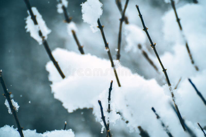 Macro of Snow Melting Off a Branch Stock Photo - Image of macro, cold ...