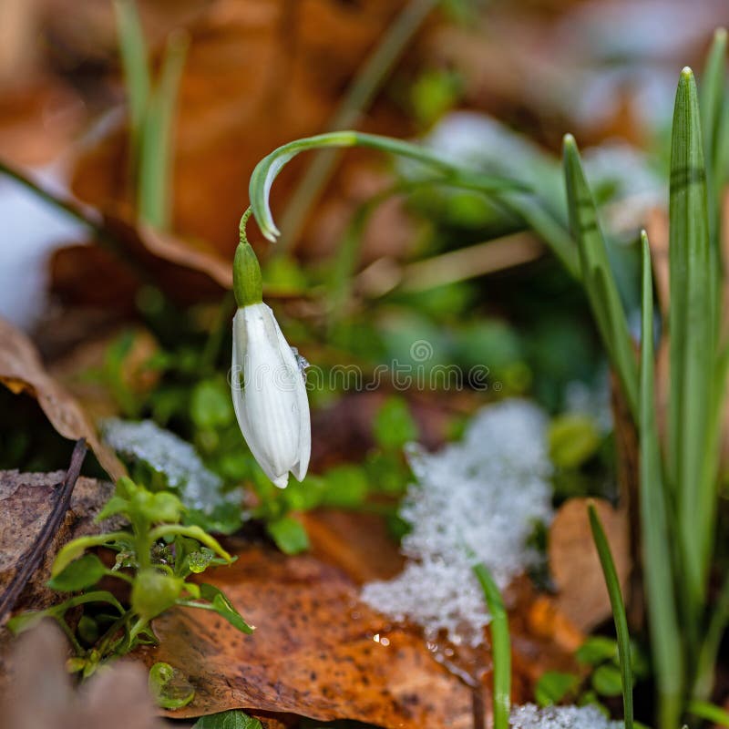 Macro of a Snowdrop Flower in a Winter Forest Stock Photo - Image of ...