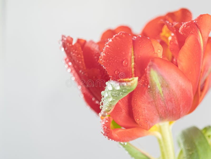 Macro of Soft Red Tulip. Blur and Soft Focus. Aesthetic Photo Stock ...