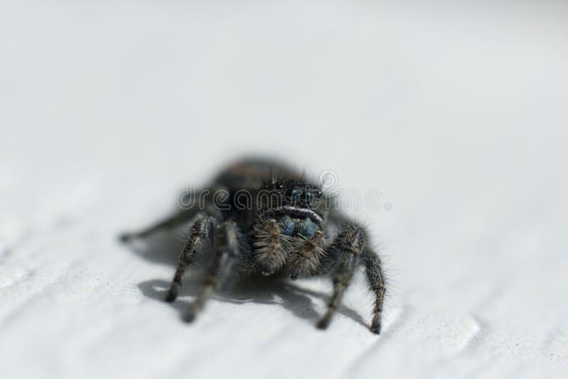 Very Sharp Photo of US Jumping Spider Phiddipus Stock Photo - Image of ...