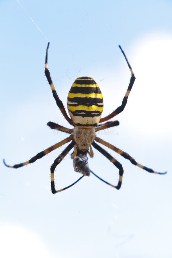 Macro spider stock image. Image of outdoor, inverted - 15893933