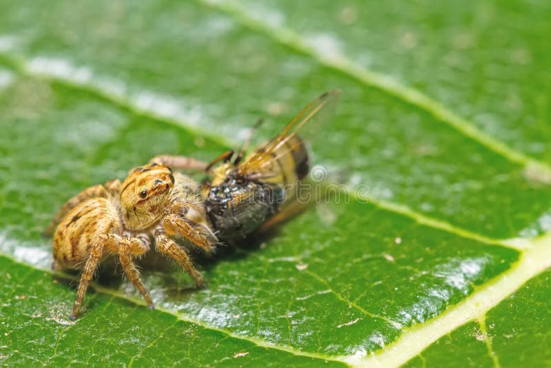 Macro of Spider Eating an Insect on Green Leaf Stock Photo - Image of ...