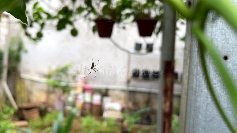 A Spider Makes a Nest between Tree Branches Stock Video - Video of ...