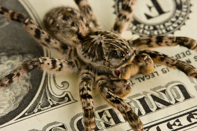 Macro of Spider Over Dollar Bank Note Stock Photo - Image of concept ...