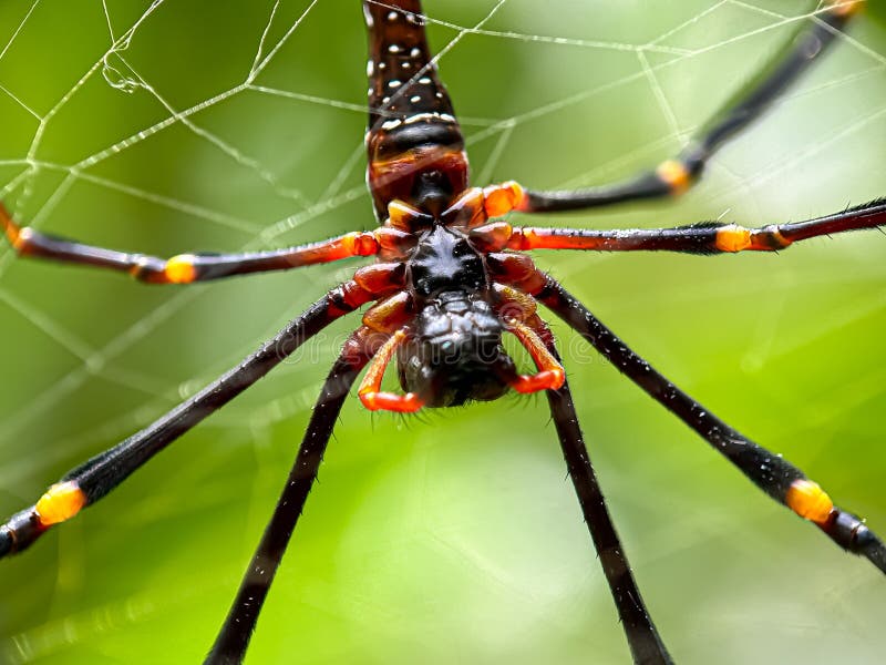 Macro Spider Web Golden Ball (Nephila Pilipes) Stock Photo - Image of ...