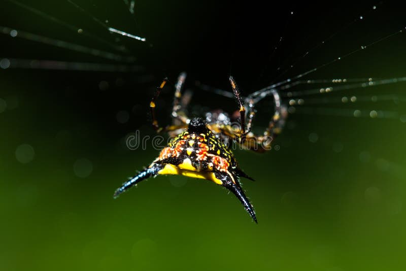 Macro of Spiny Orb Weavers Spider in Rainforest Stock Image - Image of ...