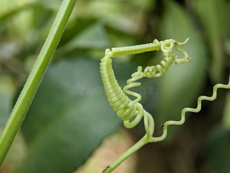 Macro of Spiraling Tendril Plant Texture Stock Photo - Image of tendril ...