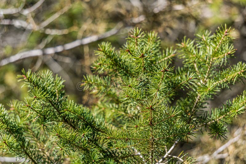 Macro Sprig of Top Young Spruce in the Spring Forest on Blurred ...
