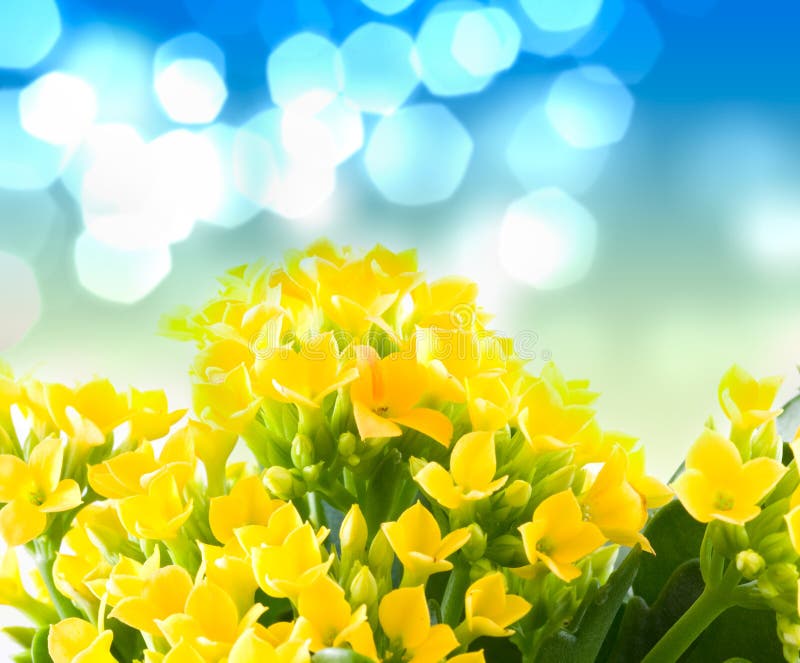 Macro Spring Beautiful Flowers. Stock Photo - Image of springtime ...