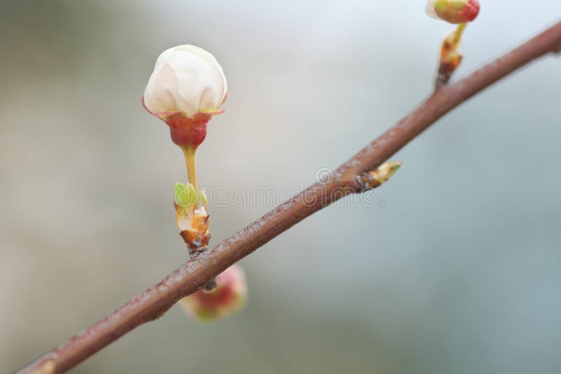 Macro of spring bud flower stock image. Image of apricot - 196009879