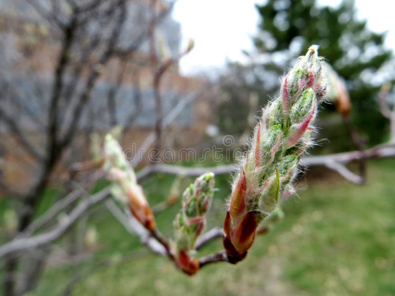 Macro Spring Buds on Bare Tree Branch Stock Photo - Image of garden ...