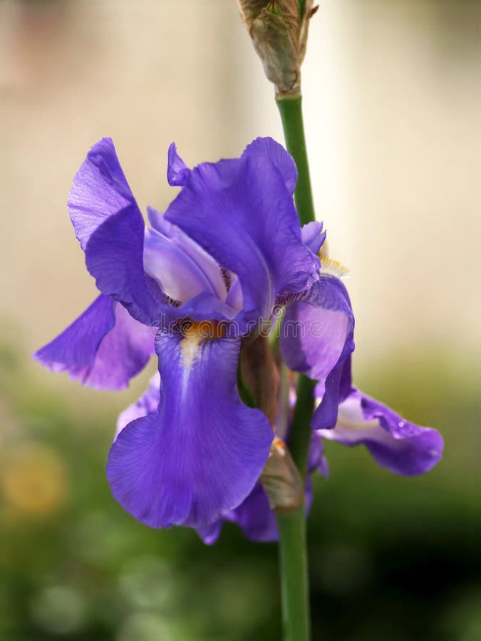 Macro Spring Flower of Iris Stock Photo - Image of plant, spring: 113713120