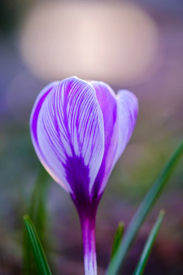 Closeup of a Spring Lilac Crocus on a Background of Green Grass Stock ...