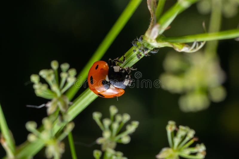 Macro of Spring Red Ladybug Coccinella Septempunctata on Green Leaf in ...