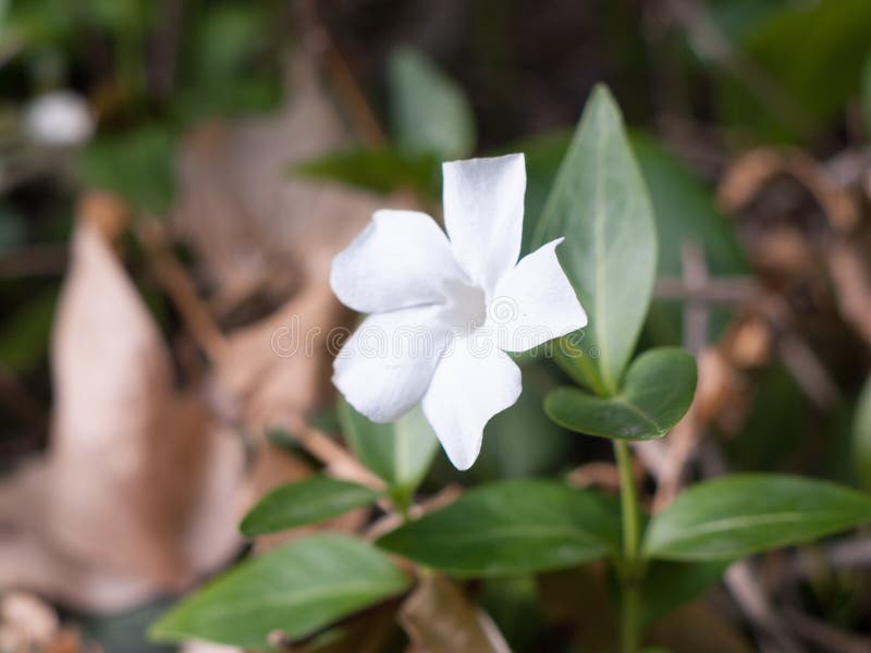 Macro of Spring Time White Flower Head Stock Photo - Image of bloom ...