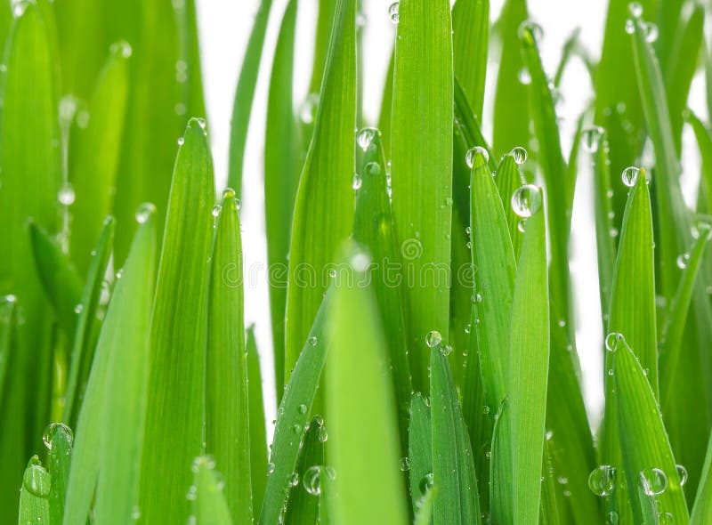 Macro Sprouted Wheatgrass with Water Drops Isolated on White Background ...