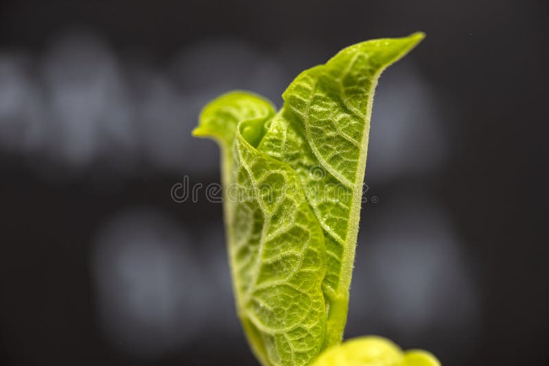 Macro of Sprouting White Beans with Wrapped Leaves Against a Black ...