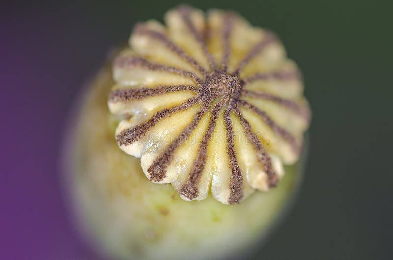 Macro stem stock image. Image of closeup, shell, circle - 34243299