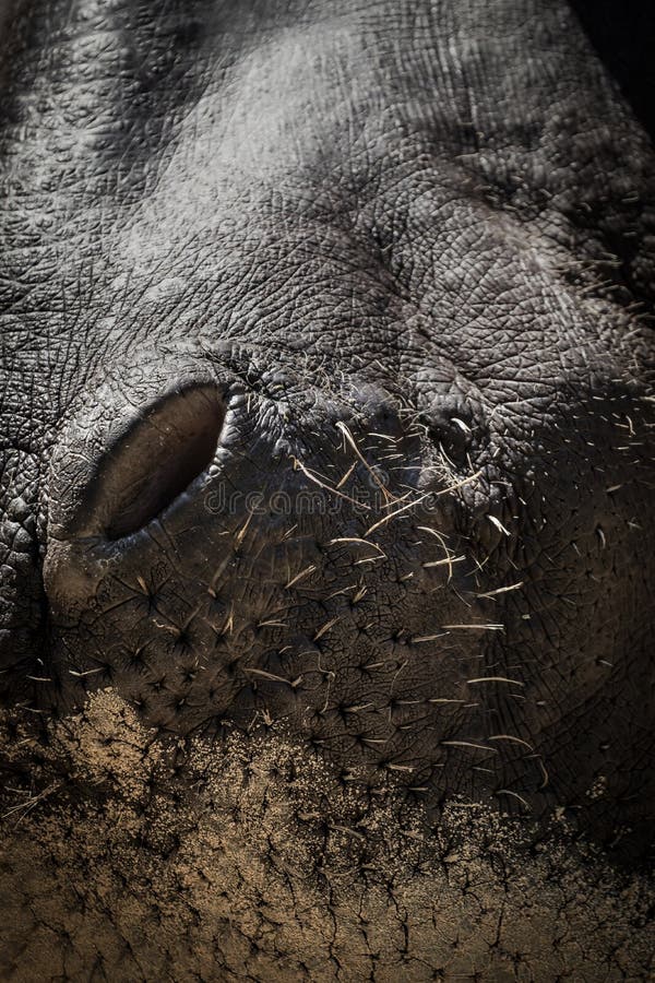 Macro Still of a Hairy Hippopotamus Nose Stock Image - Image of skin ...