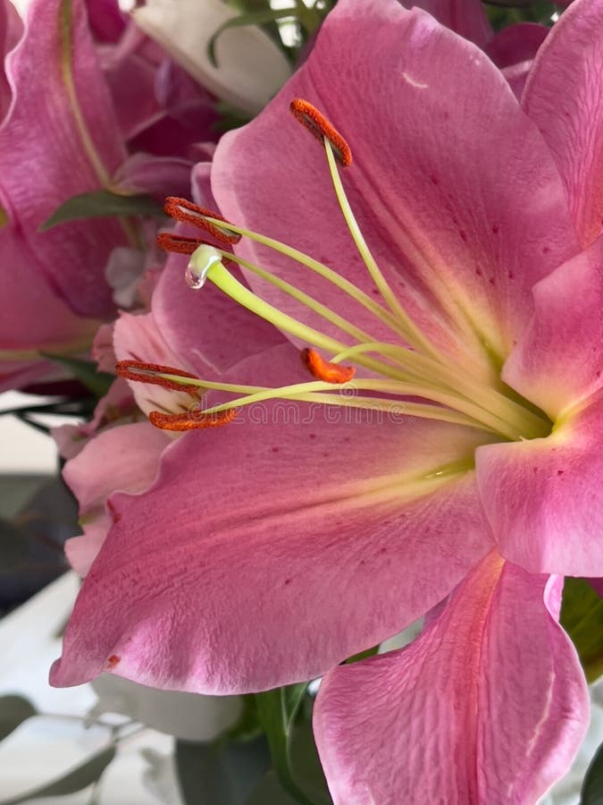 Macro Still Life of a Deep Lily Stock Photo - Image of life, texture ...