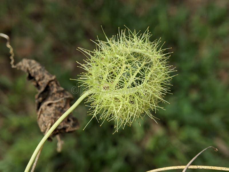 Macro of Stinking Passionflower Plant Stock Image - Image of stinking ...