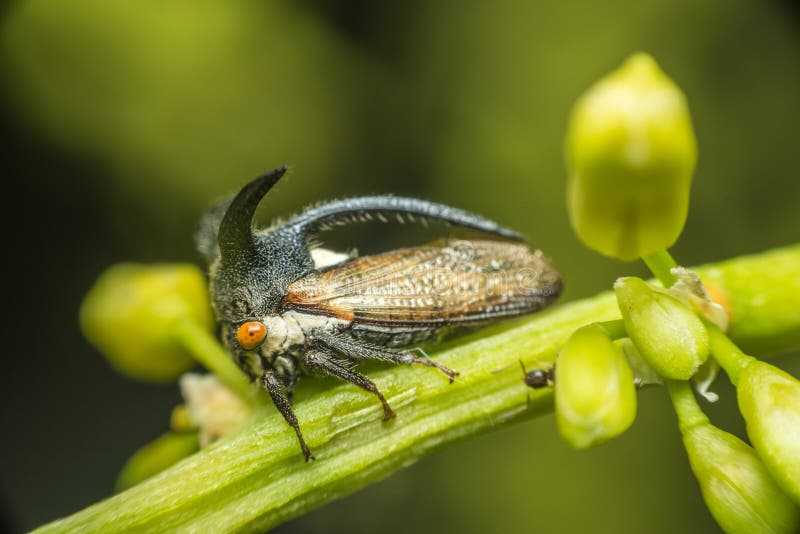 Macro of Strange Treehopper is Small Bug in Nature Stock Photo - Image ...