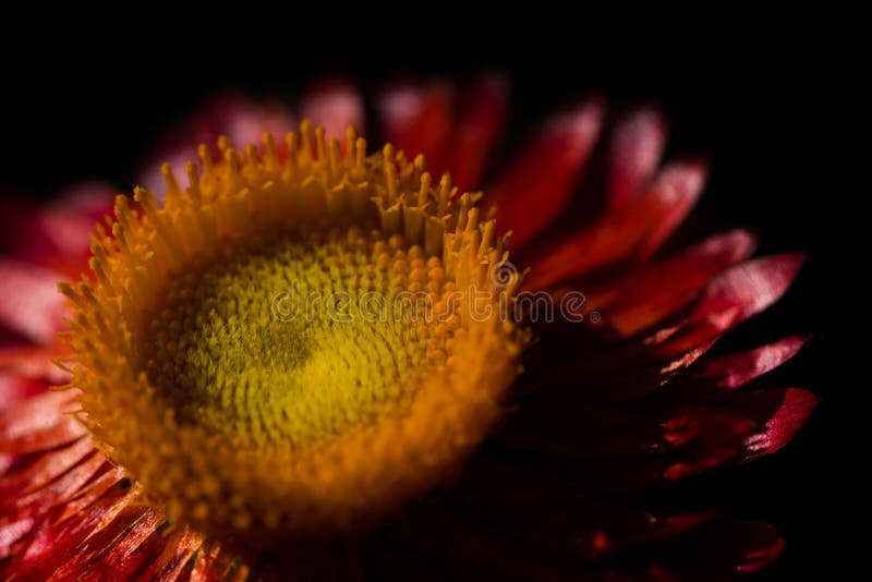 Macro Straw Flower with Pollen Stock Photo - Image of pollen, pink ...