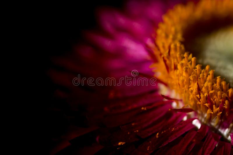 Macro Straw Flower with Pollen Stock Image - Image of isolated, natural ...