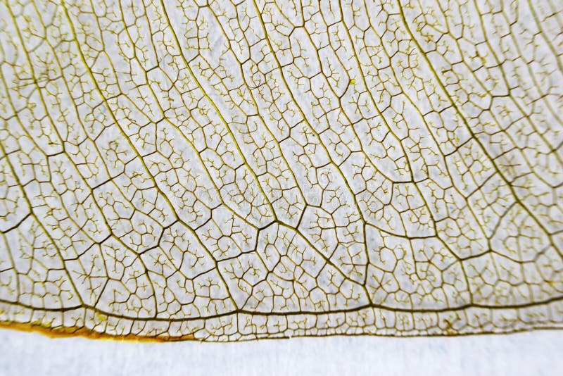 Macro Structure Brown Delicate Skeletonized Leaf of Ficus Ficus ...