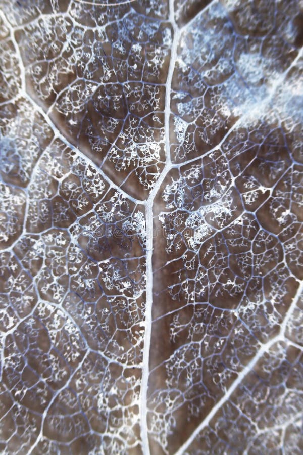 Macro Structure Brown Delicate Skeletonized Leaf Stock Image - Image of ...