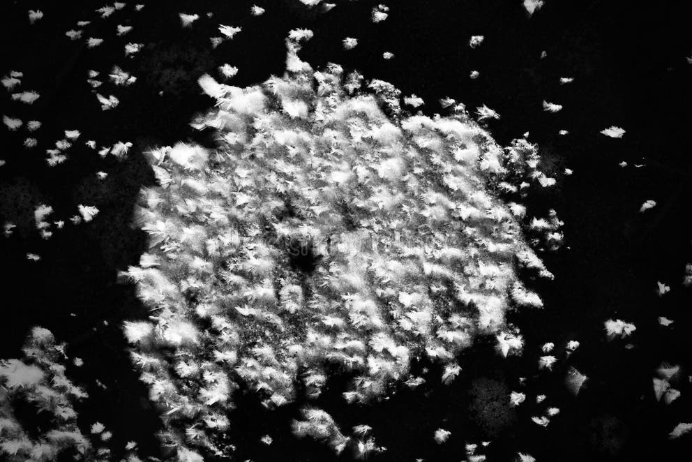 Macro Structure, Pattern and Crystals of Newly Formed Ice Stock Photo ...