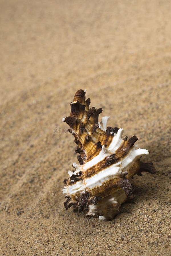 Macro Studio Shot of Beautiful Sea Shell Stock Image - Image of closeup ...