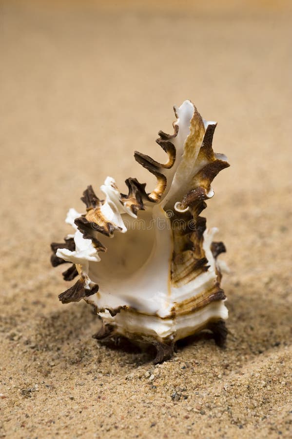Macro Studio Shot of Beautiful Sea Shell Stock Image - Image of makro ...