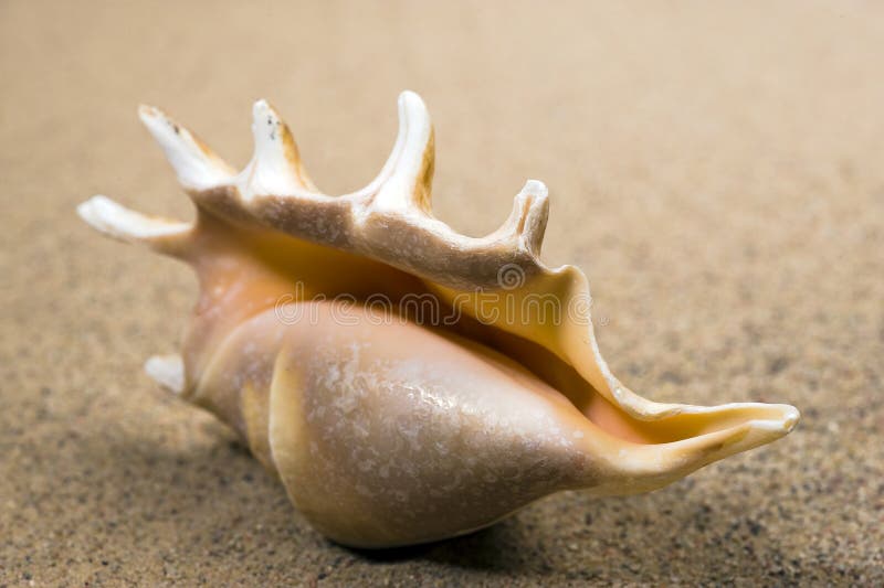Macro Studio Shot of Beautiful Sea Shell Stock Image - Image of makro ...
