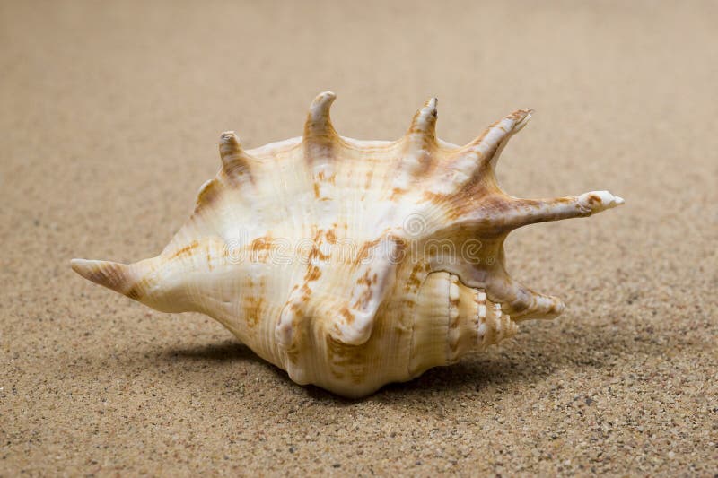Macro Studio Shot of Beautiful Sea Shell Stock Image - Image of makro ...