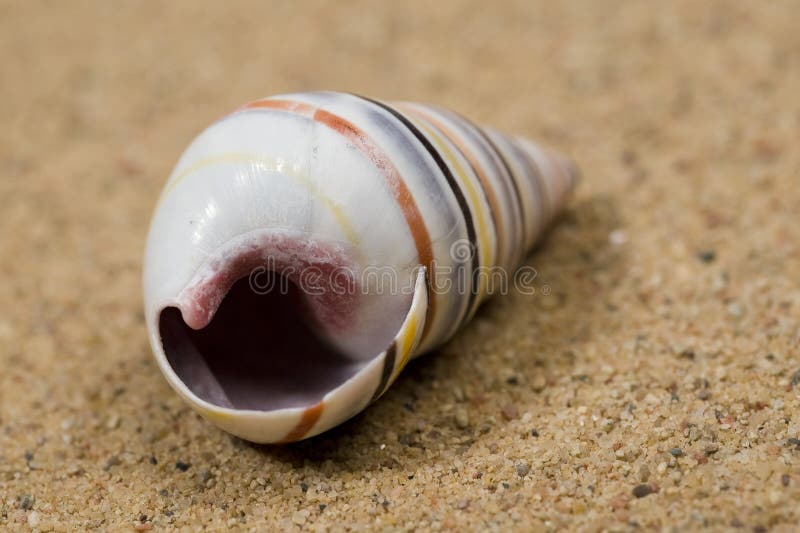 Macro Shot of Blue Eyes with Long Lashes Stock Photo - Image of ...