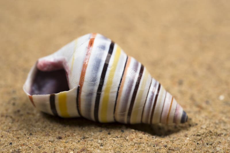 Macro Studio Shot of Beautiful Sea Shell Stock Image - Image of makro ...