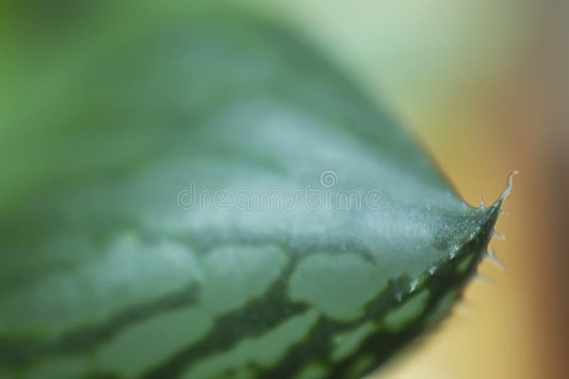 Macro of Succulent Leaf Texture Pattern Stock Image - Image of round ...