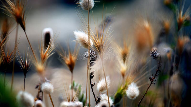 Macro summwer flora stock photo. Image of wheat, macro - 46099088