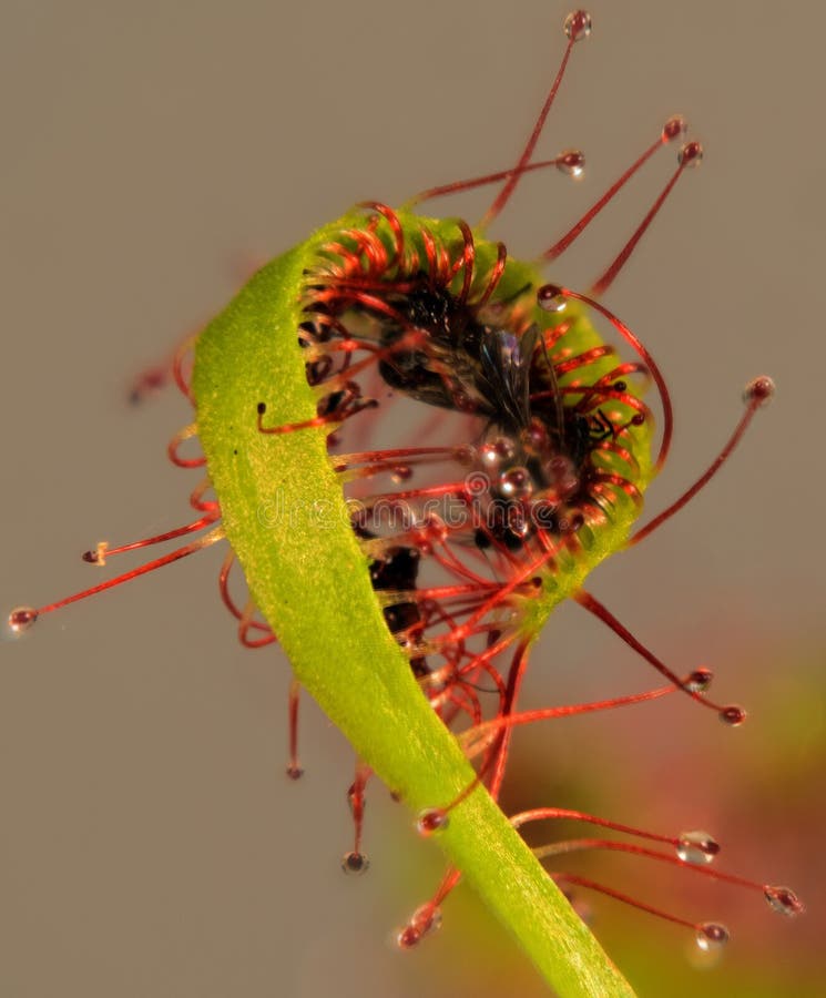 Macro of the Sundew with Prey Stock Image - Image of flower, flora ...