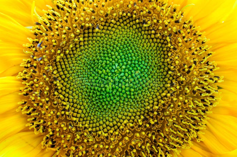 Macro of sunflower stock photo. Image of petals, culture - 48957300